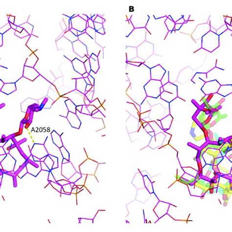 Pdf Look And Outlook On Enzyme Mediated Macrolide Resistance