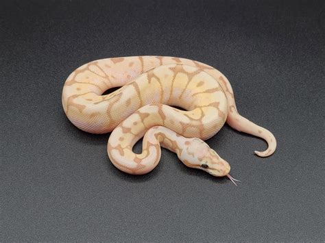 Banana Bumble Bee Ball Python By Cv Exotics Inc Morphmarket