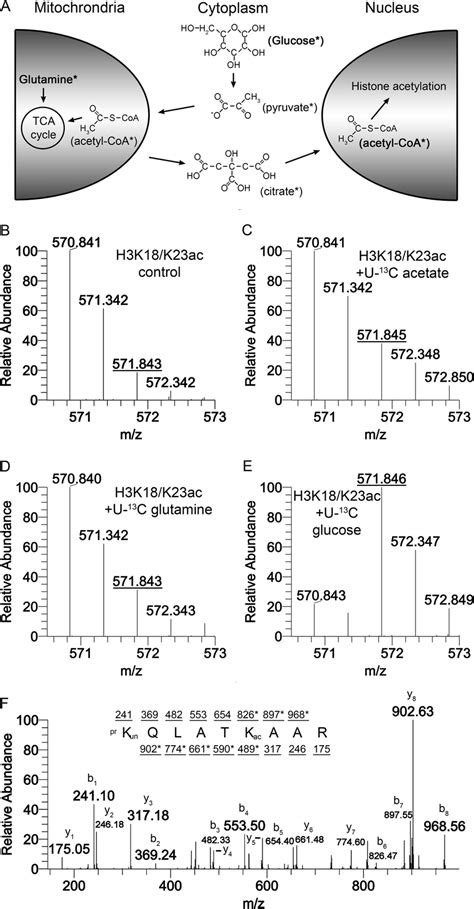 Glucose Is The Major Substrate For Histone Acetylation A Metabolic