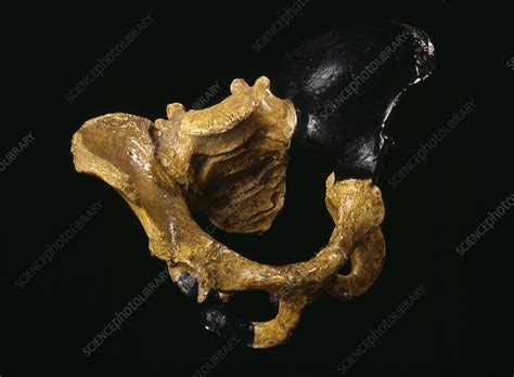 Fossil Australopithecus Pelvis Stock Image E437 0062 Science Photo Library