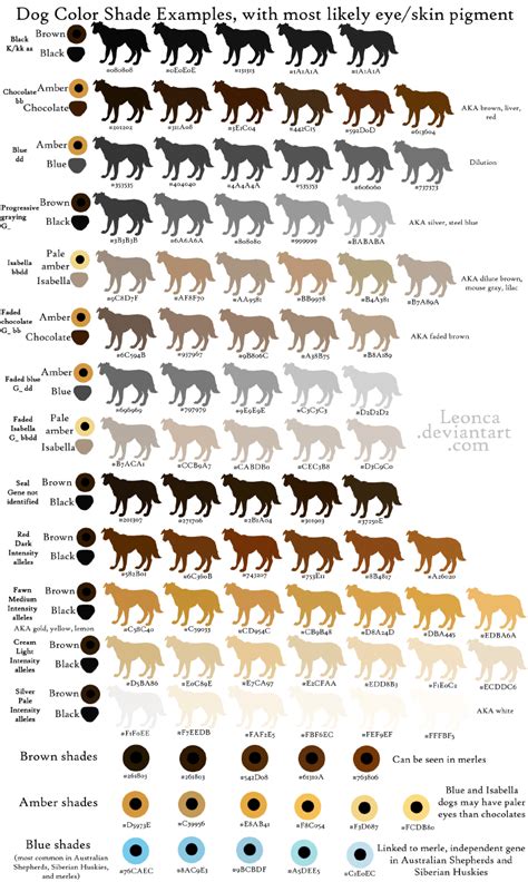 Labrador Color Genetics Chart At Patricia Kaminski Blog