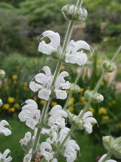 [플가] 실버세이지 Salvia Argentea