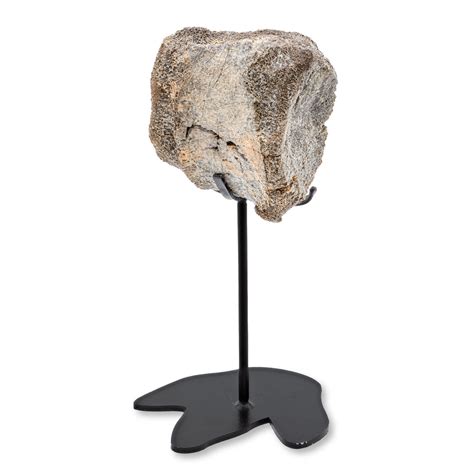 Phytosaur Teeth Classic Riker Box Specimens Includes Display Case