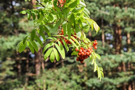 Die Frucht Der Esche Aussehen Merkmale Und Mehr