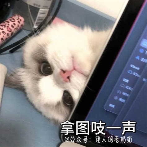 有趣好玩的猫咪表情包～