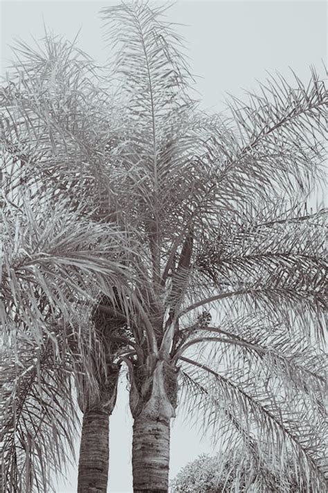 경치 경치 좋은 전망 경치가 좋은 고사리와 같은 잎 고요한 나뭇잎 낮 녹지 놀이 데이트 팜 따뜻한 기후 블랙 앤 화이트 수직 쐈어 시원한 식물군