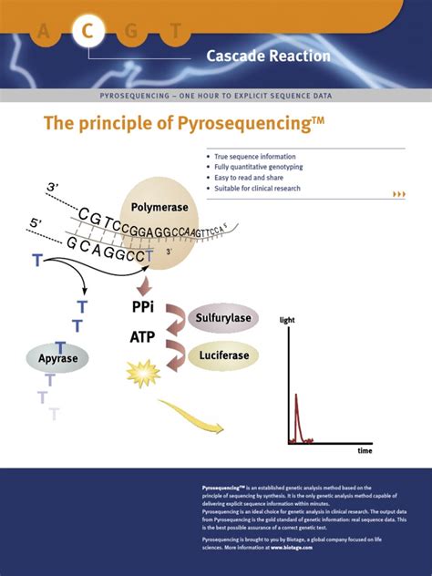 The Principle Of Pyrosequencing Pdf Adenosine Triphosphate Biochemistry