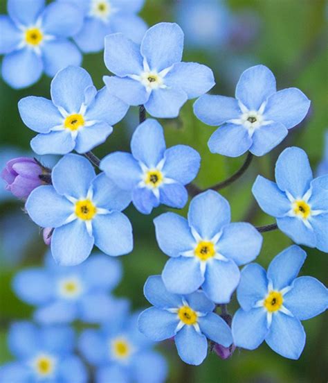 Patsy Jean Ward Obituary 2025 Sierra View Funeral Chapel And Crematory