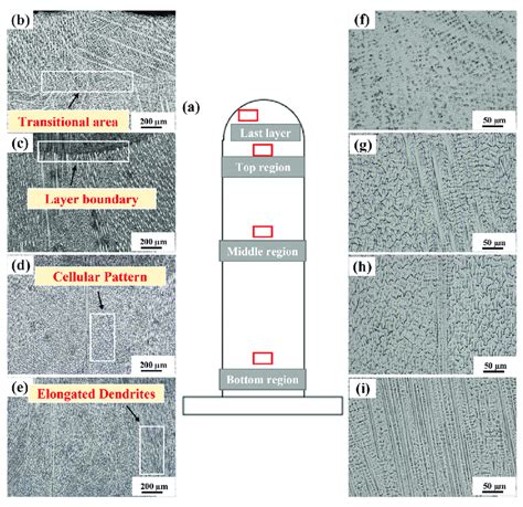 Microstructure Morphology In Cross Section Y Z Plane Of The