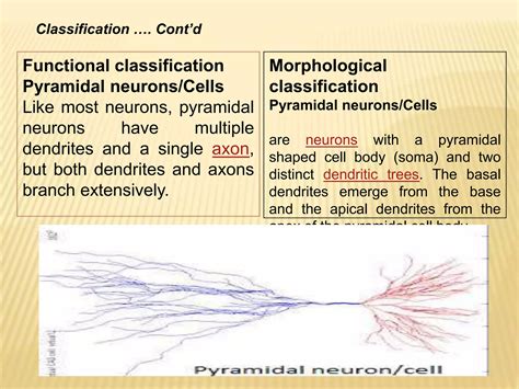 Neuron And Its Structural And Functional Type By Murtaza Syed Pptx