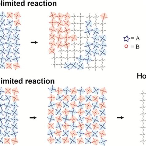 Reaction Scheme Of Nhs Terminated And Amine Terminated Peg Macromers Download Scientific
