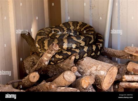 Australian Carpet Python Morelia Spilota Coiled On Top Of Wood Pile