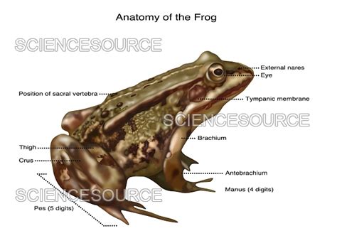 Tympanic Membrane Frog