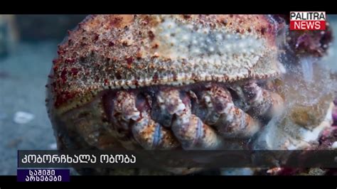 Top ყველაზე საშიში არსებები Youtube