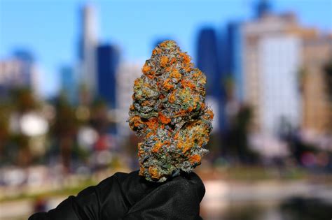 Off To See The Wizard Of Trees High Times