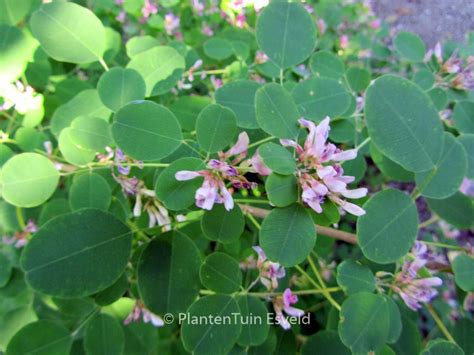 Lespedeza bicolor – Plantentuin Esveld
