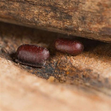 Cockroach Facts Types Diet Reproduction Classification Pictures