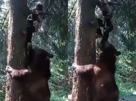 Bhalu Ka Video भालू से बचने के लिए पेड़ पर चढ़ गया शख्स मगर उसने वहां से भी खींच लिया देखें