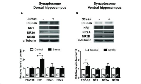 effect of chronic stress on nmdar subunit levels in synaptosomal