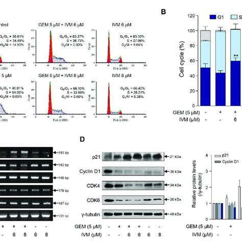 Ivermectin Gemcitabine Combination Induces G1 Phase Arrest A Mia Download Scientific Diagram