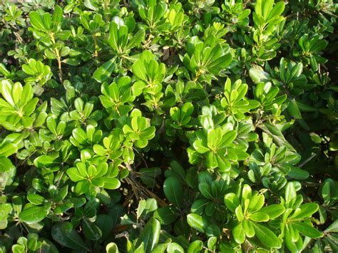 Pitosporo Pittosporum Tobira Plantas Riomoros
