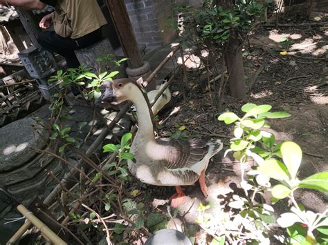 这四年 我起初心向明月