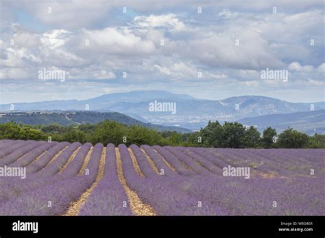 Lavender Field On The Plateau De Valensole Provence France Stock