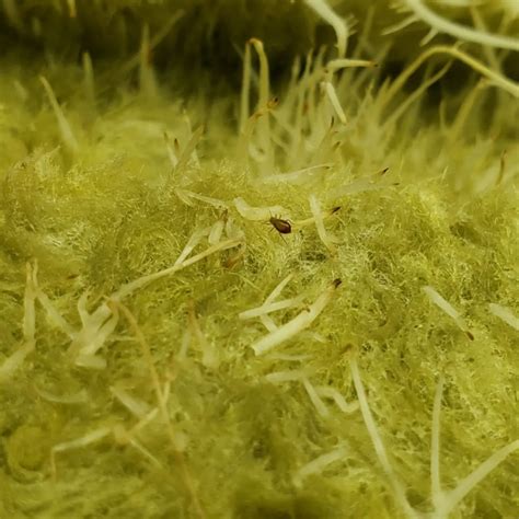 Pest Information Retail Koppert Canada