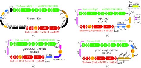 Schemes Of Plasmids Used In This Work A The Main Gene Features Of