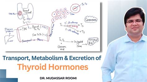 Transport Metabolism And Excretion Of The Thyroid Hormone Thyroid