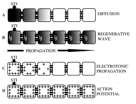 The Intercellular Transfer Of Information Through Gap Junctions Can Be