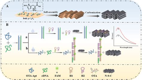 A Synthesis Of 3d Porous Nsc Mesh B Detection Principle Of The