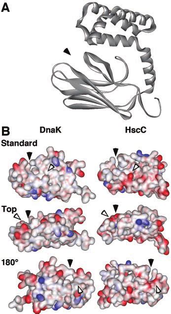 The Substrate Binding Domain Of Hscc Has Unique Structural Features A Download Scientific