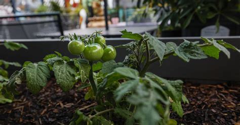 Understand The Variables On How Often To Water Tomatoes Homegarden