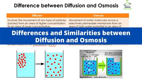 Differences And Similarities Between Diffusion And Osmosis Youtube