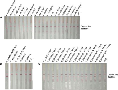 Detection Limit Of The Rpa Lfs Assay The Images Show The Lfs Results