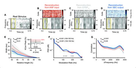 envelope fine structure properties of the reconstructed stimulus differ