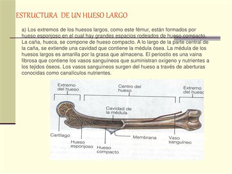 Ppt Esqueleto Powerpoint Presentation Free Download Id 5302955