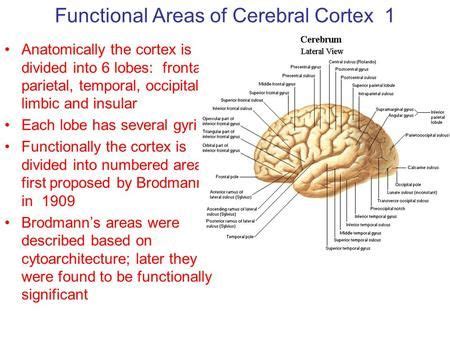 Localization By Jafar Mehvari MD Neurologist And Epileptologist Ppt Download Cerebral