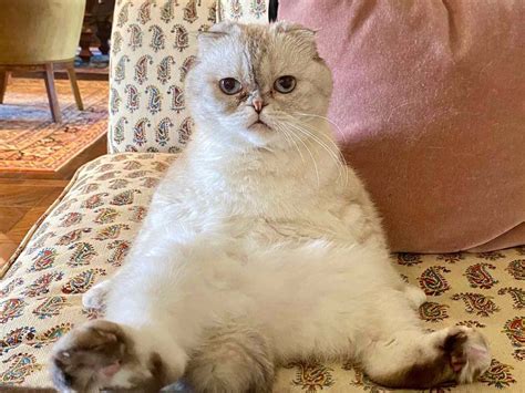 All About Taylor Swifts Cats Meredith Grey Olivia Benson And