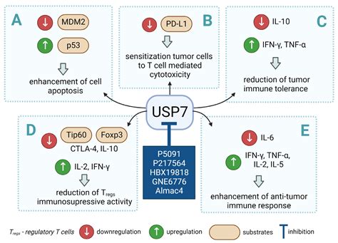 Usp7 Inhibitors In Cancer Immunotherapy Current Status And Perspective
