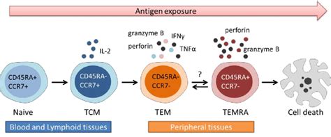 Cd8 Memory T Cell Subsets Download Scientific Diagram