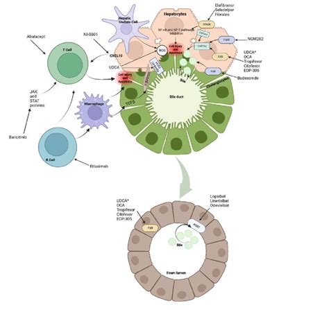 Treatments And Molecular Targets In The Liver Fxr Agonists Ppar