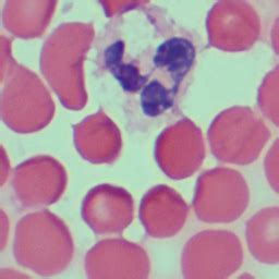 Blood Cell Detection Object Detection Dataset And Pre Trained Model By Clg