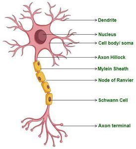 Difference Between Axon And Dendrite GeeksforGeeks