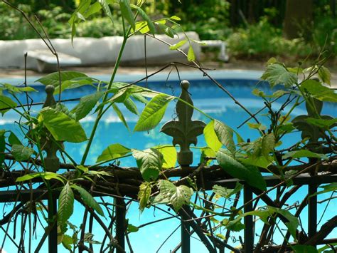 Home Dunrobin Swim School