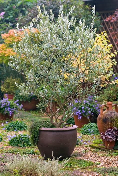 Types Of Fruitless Olive Trees Gday