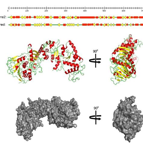 Secondary Structure And 3d Model Predictions To Lpg3 Protein A