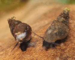 Benefits Of Sexual Reproduction Ask A Biologist