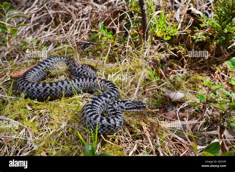 Adder Common Viper Common European Viper Common Viper Vipera Berus Male Adder In Spring